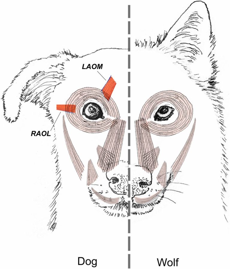 Los ojos tiernos de los perritos y la evolución - Cinthia Reyes